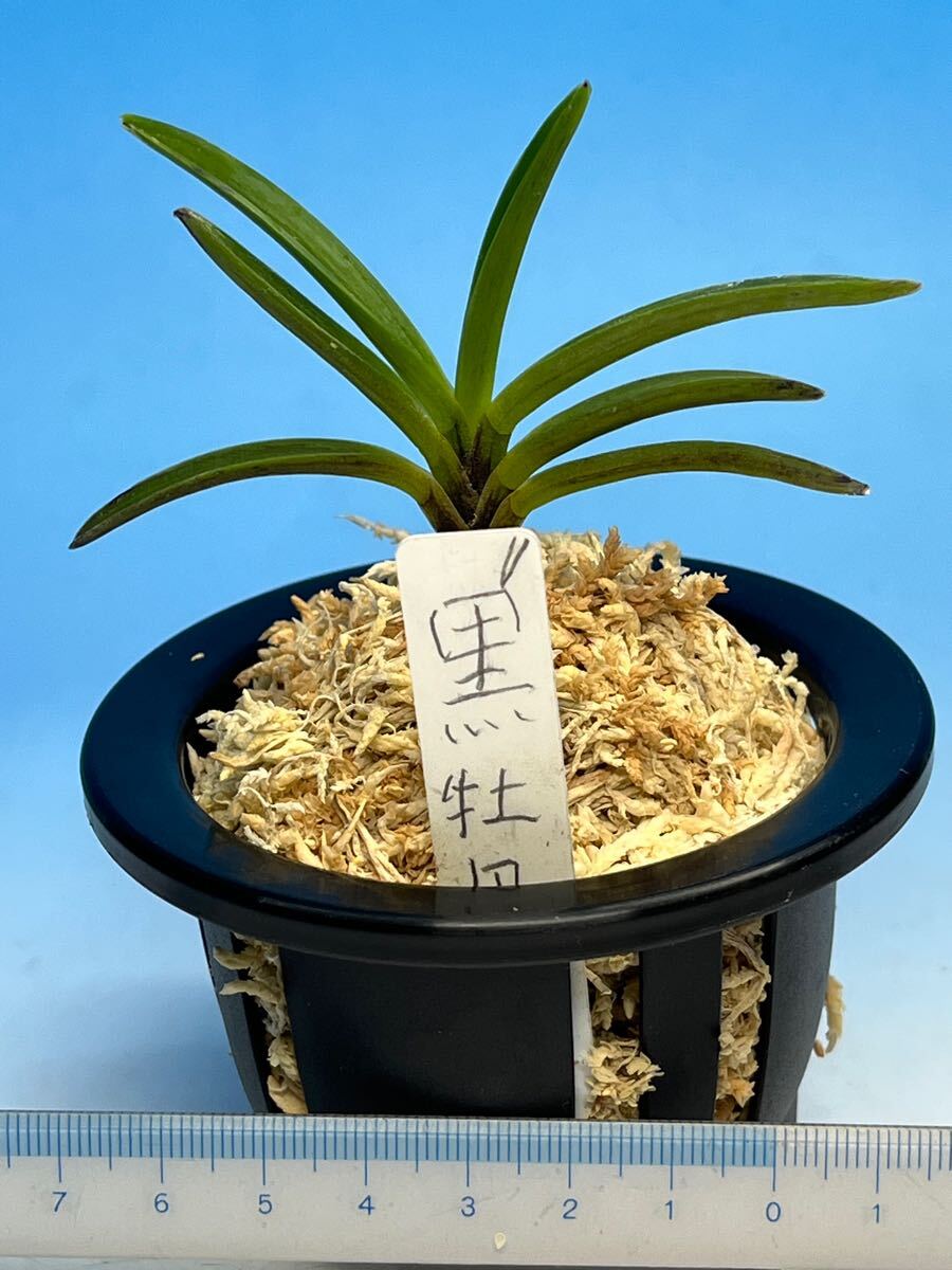 Yahoo!オークション - 富貴蘭 ・黒牡丹