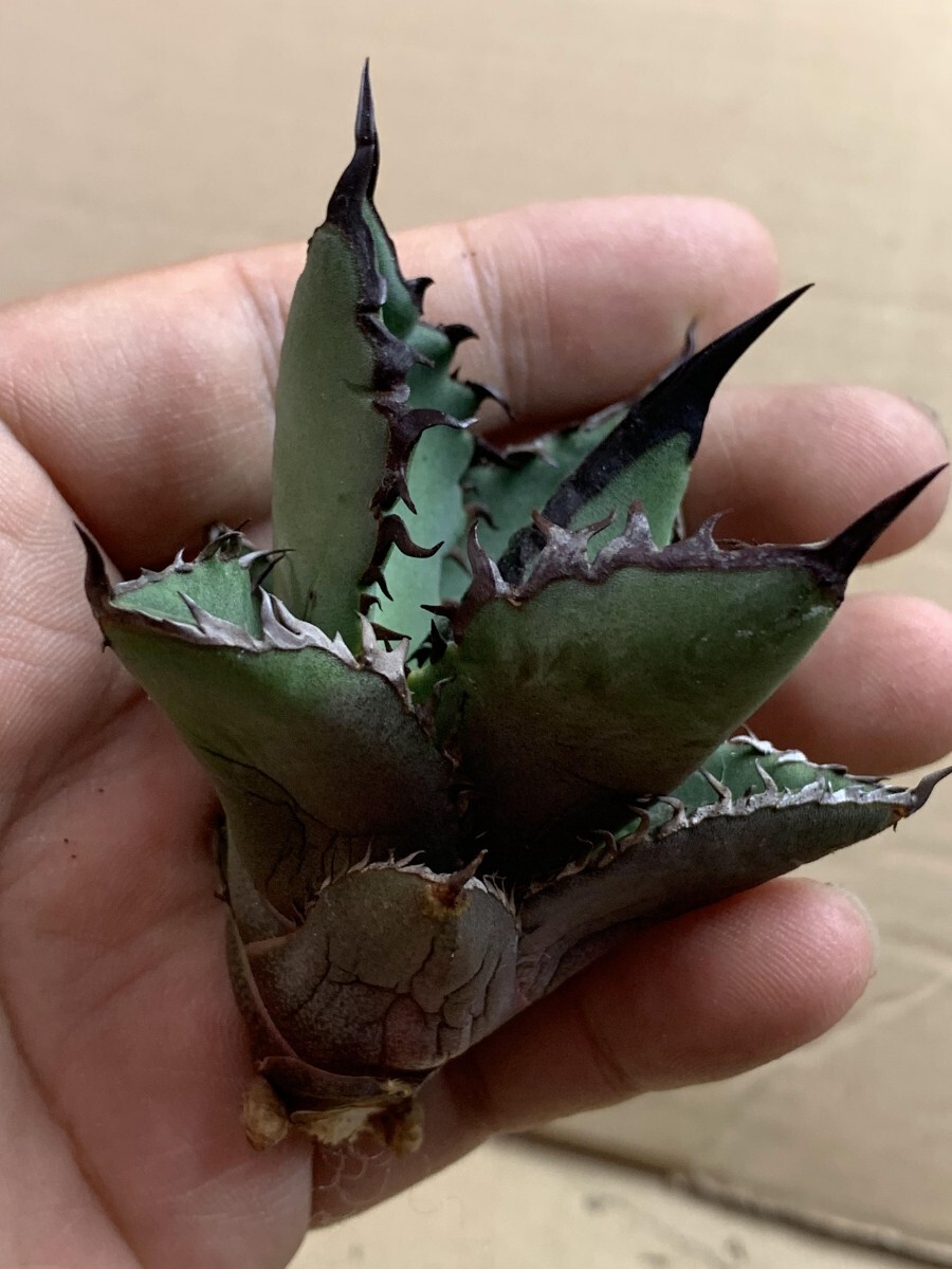 Yahoo!オークション - K303多肉植物 アガベ チタノタ 黒犀牛超レア種優...