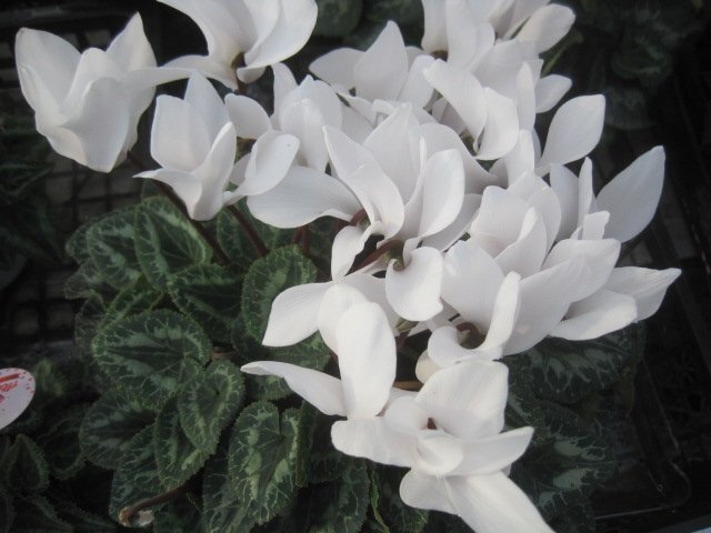 Yahoo!オークション - シクラメン 『ホワイト』 6号鉢 Mz2 11/17撮影 ...