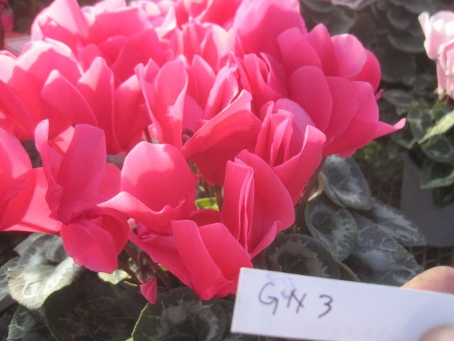 Yahoo!オークション - シクラメン 『ピンク』 6号鉢 現品12/7撮影 GN3