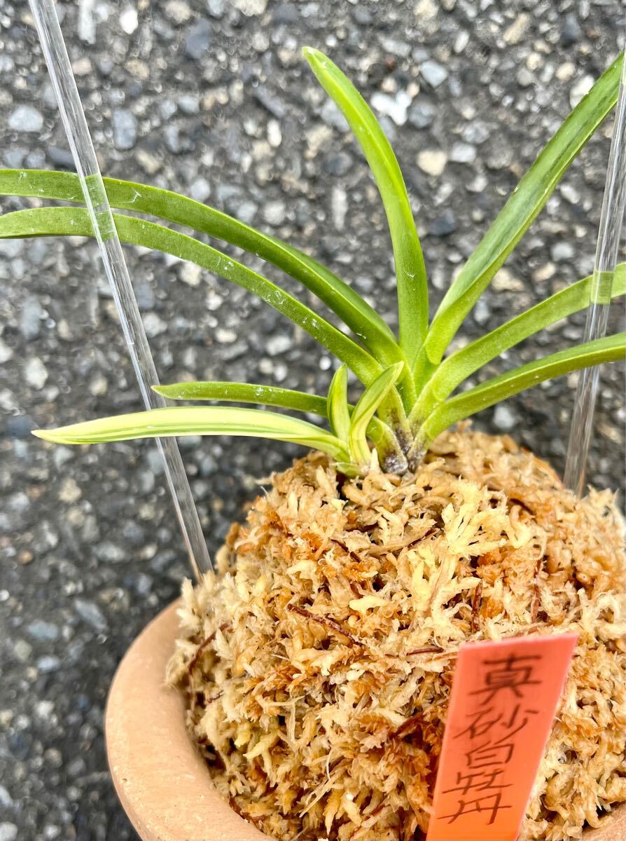 富貴蘭 真砂白牡丹 伝統園芸東洋蘭 富貴蘭を楽しん(その他)｜売買されたオークション情報、yahooの商品情報をアーカイブ公開 - オークファン（aucfan.com）