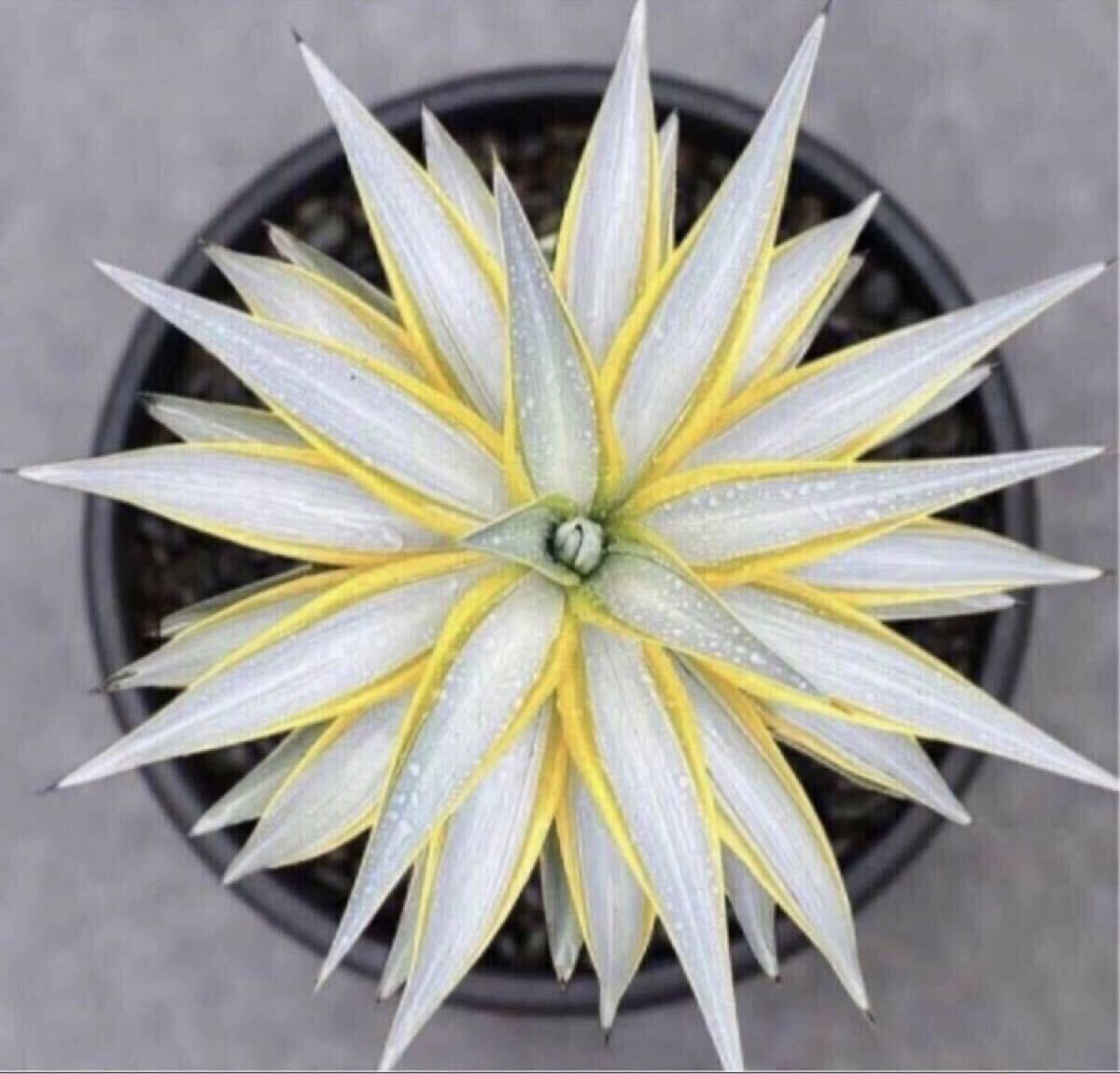 Yahoo!オークション - y2-2【輝泊園】多肉植物 3株セット アガベ ブル...