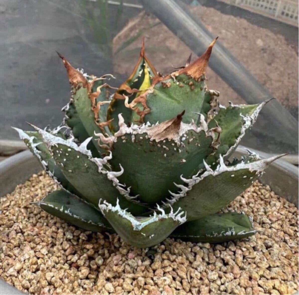 Yahoo!オークション - J2-1【輝泊園】アガベ チタノタ 蒼龍 子株珍しい...