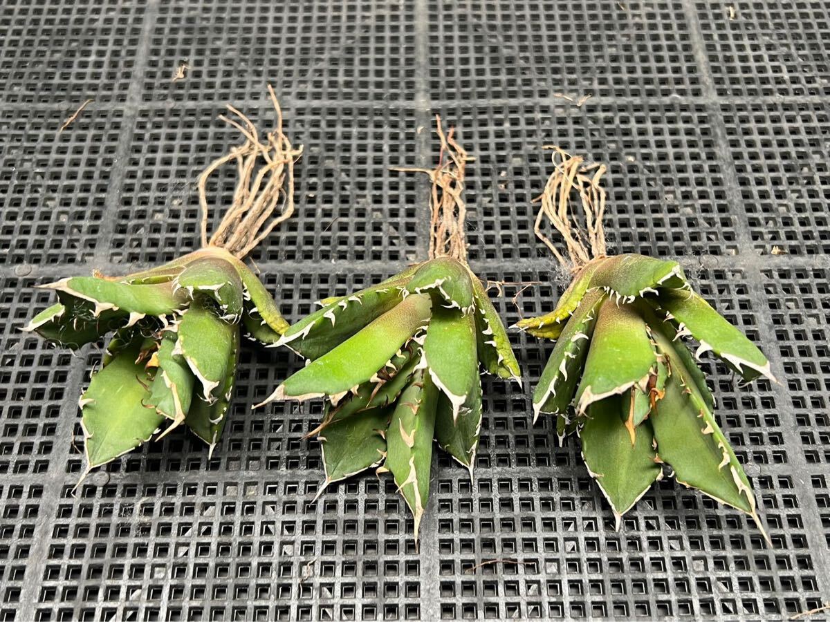 Yahoo!オークション - 058-3【輝泊園】【3株セット】多肉植物 特選 ア...