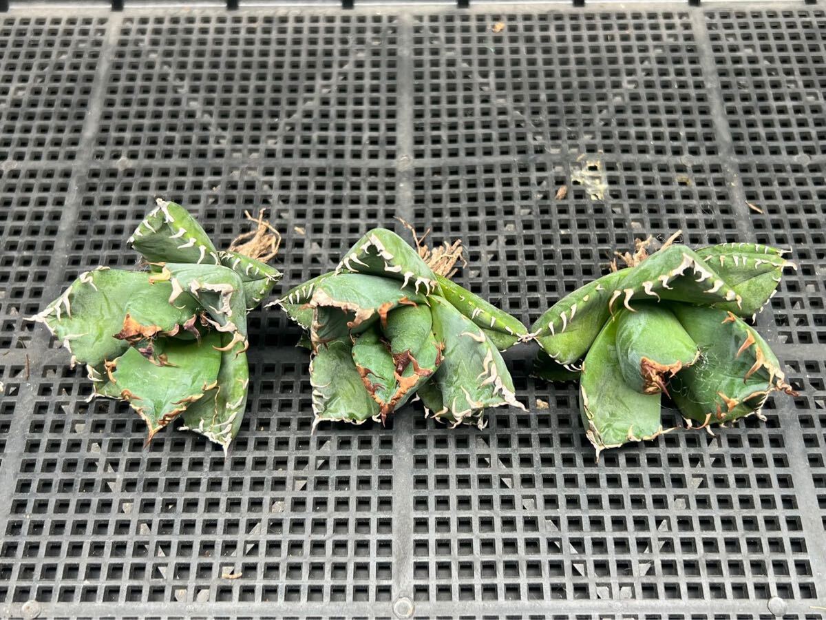 014-5 輝泊園 多肉植物 アガベチタノタ 3株セット 魔丸子株 陽炎 超強棘 極上株 激レア 本物保証 偽物なら10倍罰金(アガベ)｜売買されたオークション情報、yahooの商品情報を ...