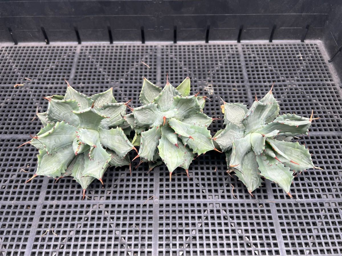 Yahoo!オークション - 071- 3【輝泊園】3株セット 特選 アガベ 多肉植...