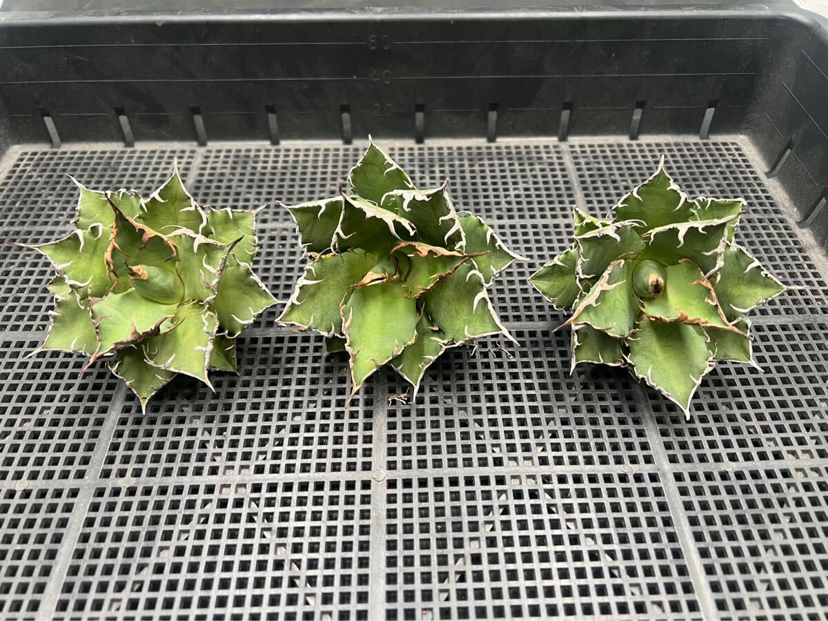 Yahoo!オークション - 018-4【輝泊園】特選アガベ 多肉植物 3株セット ...