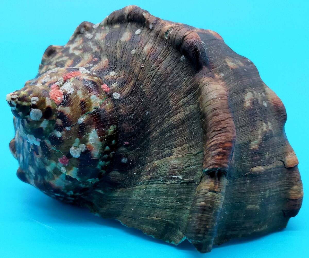 沖縄 夜光貝｜鮮やかな光の筋｜重さ：貝殻341g ＋蓋93g｜ヨコ：12cm タテ：13cm｜オマケ：蓋｜2024年10月頃(置物)｜売買されたオークション情報、yahooの商品情報を ...