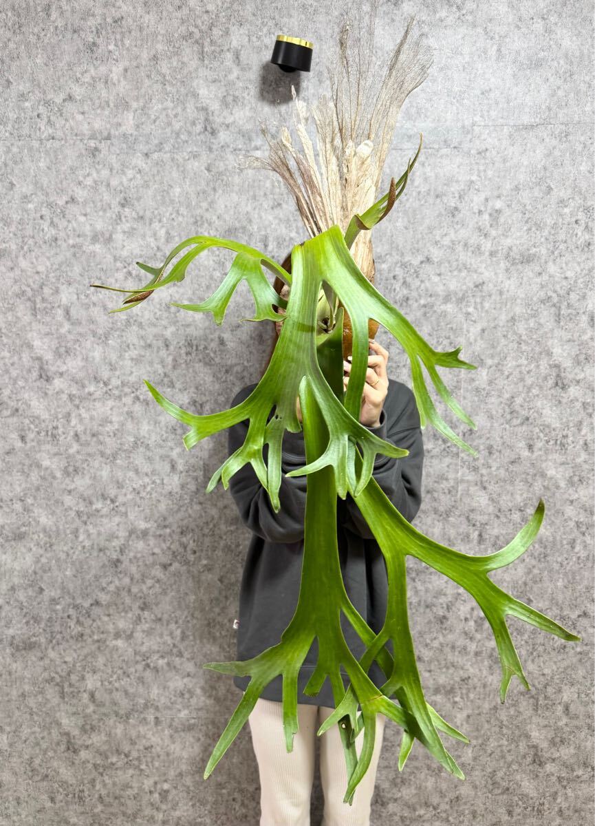 Yahoo!オークション - C54 アッパー系・葉脈バキバキ P.willinckii Wil...