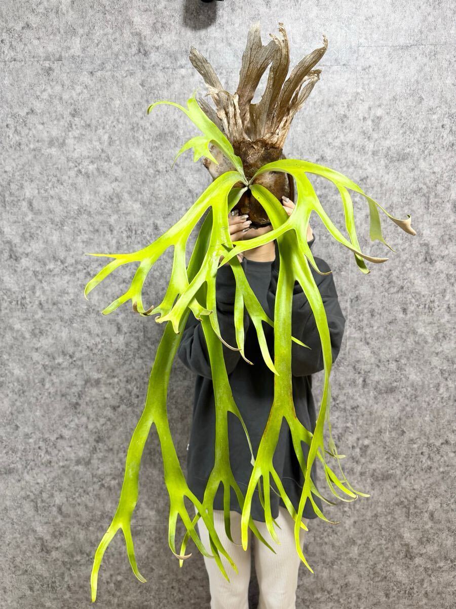 Yahoo!オークション - B45 真っ白株 P.willinckii Wild SP ウィリンキ...