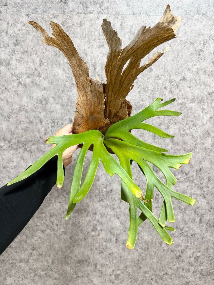 Yahoo!オークション - B27 ドワーフ P.willinckii Wild Dwarf ウィリン...