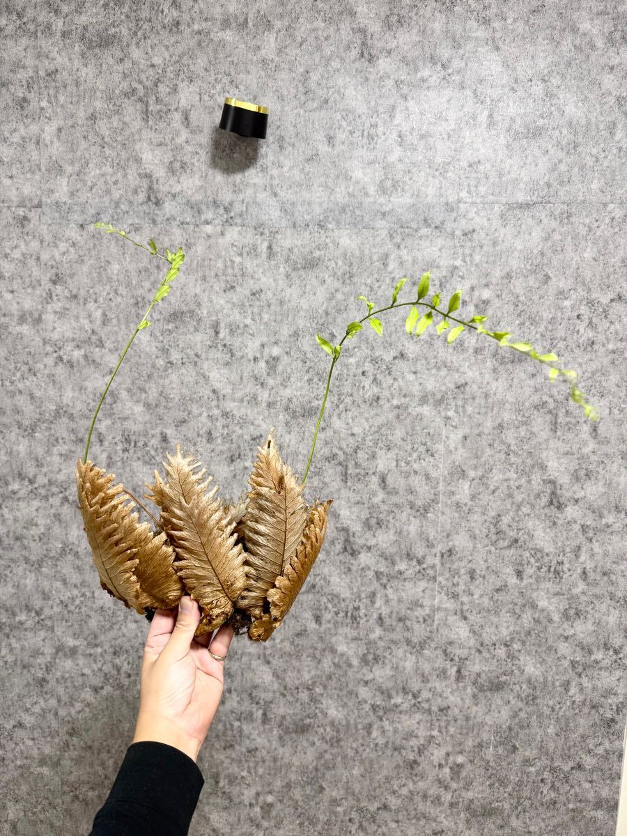 Yahoo!オークション - B94 長期育成株 王冠フォルム Drynaria rigidula...