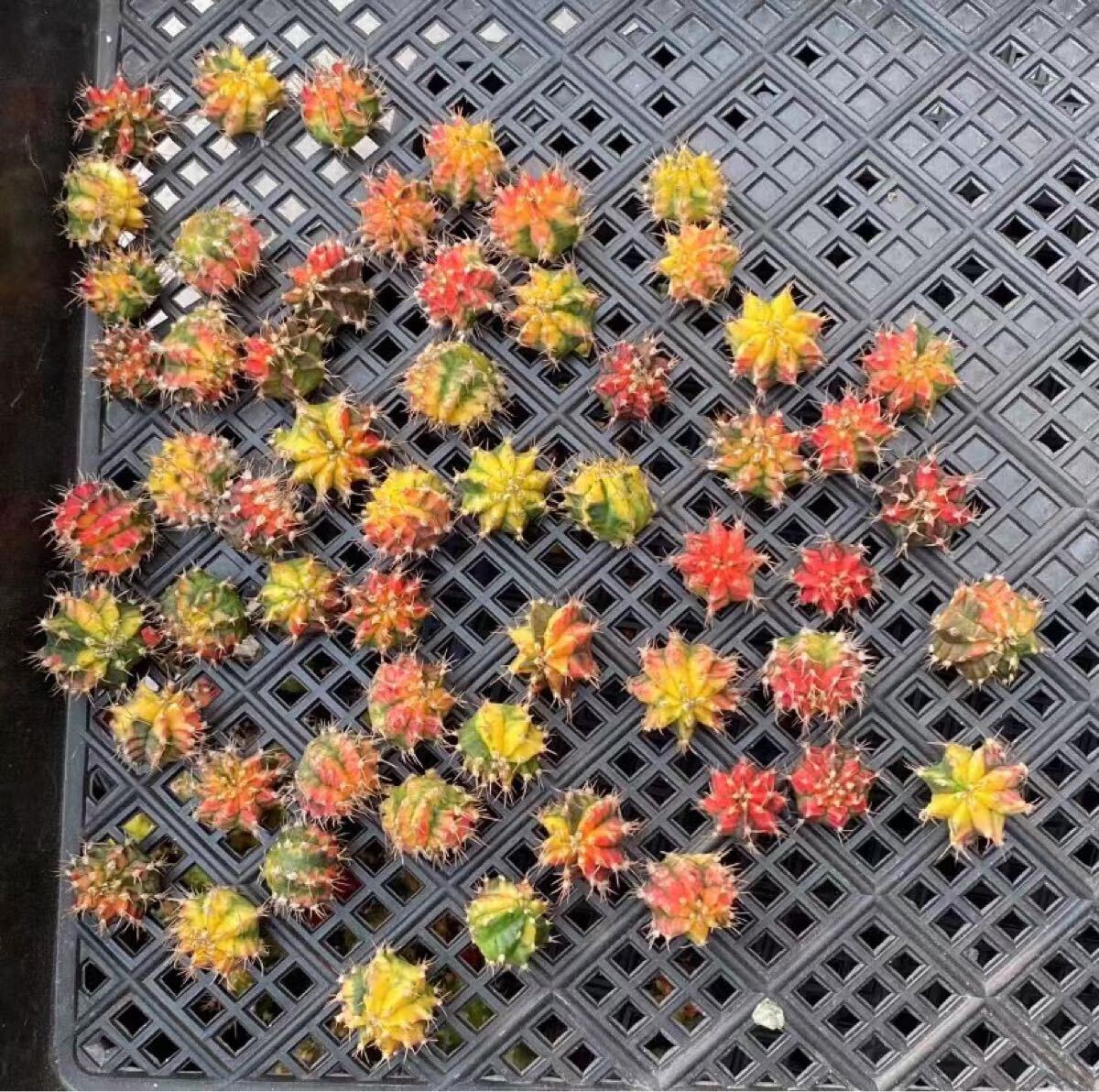 Yahoo!オークション - a501 サボテン ギムノカリキウム 緋牡丹錦 鮮明...