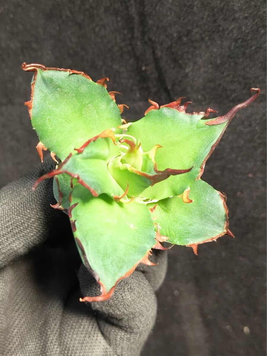 Yahoo!オークション - 特選 ya10 アガベ 多肉植物アガベ チタノタ ハデ...