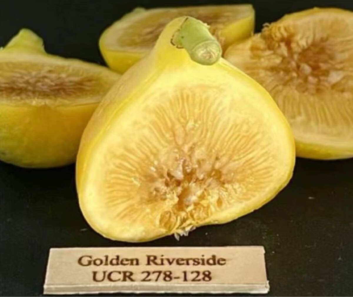 Yahoo!オークション - Golden Riverside (UCR)イチジク 穂木1本