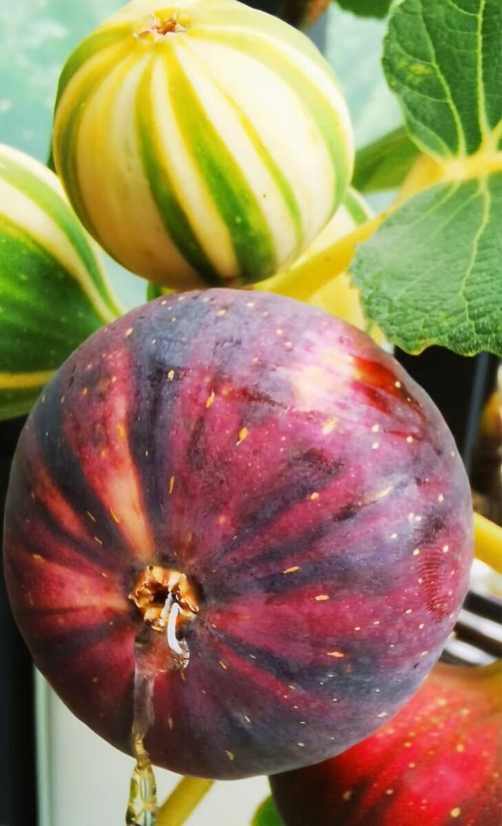 Yahoo!オークション - BNR イチジク 穂木1本