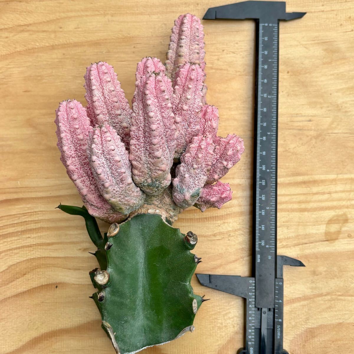 Yahoo!オークション - Fareal C008 ユーフォルビア アブデルクリ Euph...