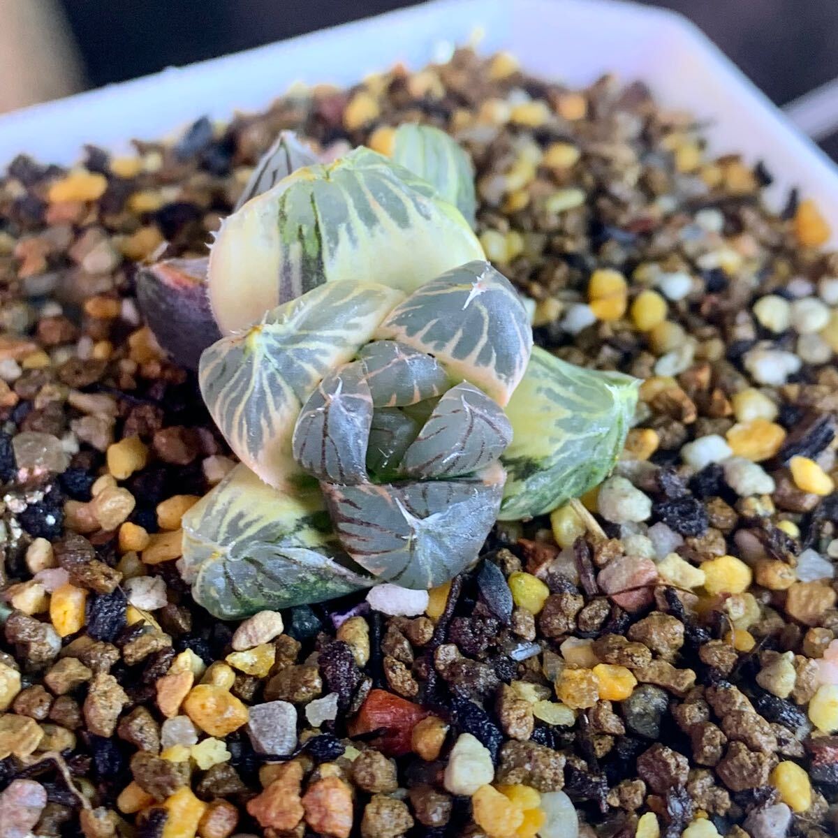 Yahoo!オークション - Fareal B249 ハオルチア ブラックオブツーサ錦