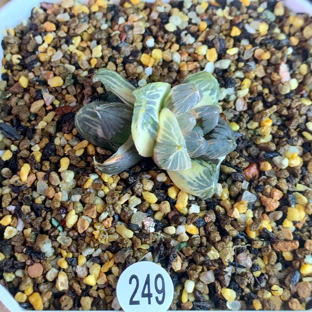 Yahoo!オークション - Fareal B249 ハオルチア ブラックオブツーサ錦