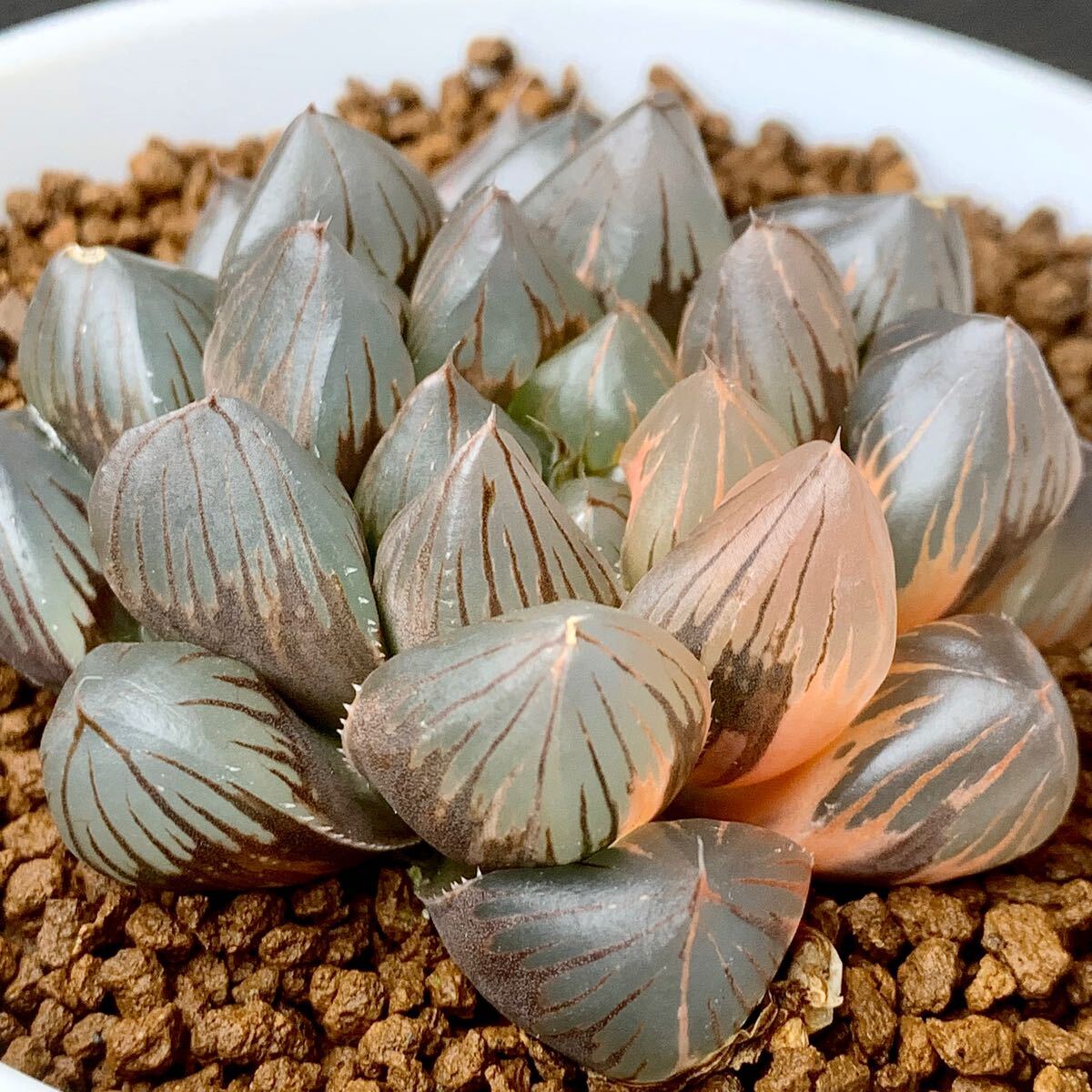 Yahoo!オークション - Fareal P45 ハオルチア 竜の爪 オブツーサ錦