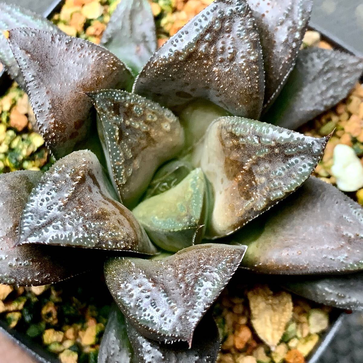 Yahoo!オークション - Fareal P27 ハオルチア ブラックレディー