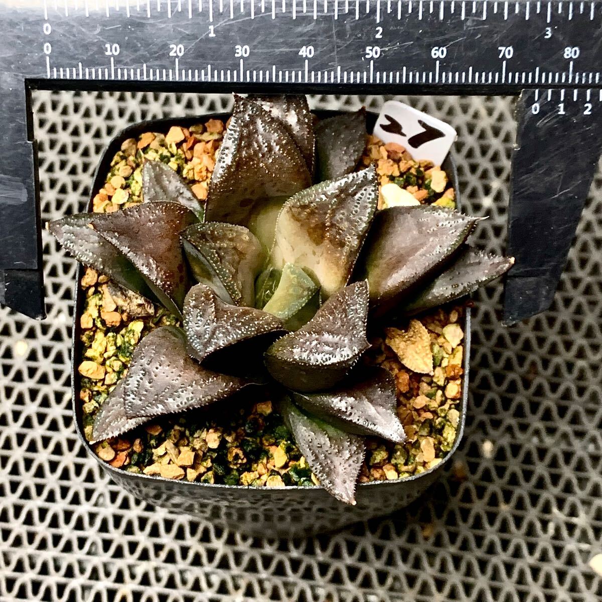 Yahoo!オークション - Fareal P27 ハオルチア ブラックレディー