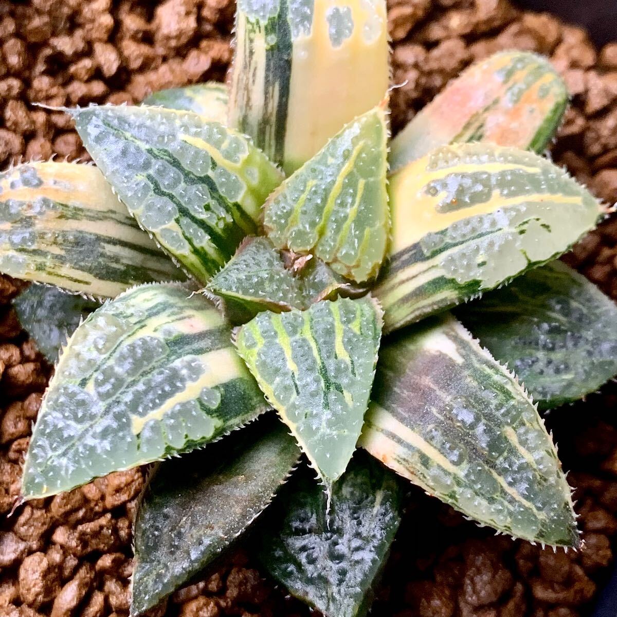 Yahoo!オークション - Fareal P116 ハオルチア コレクタ交配錦 黄金青...