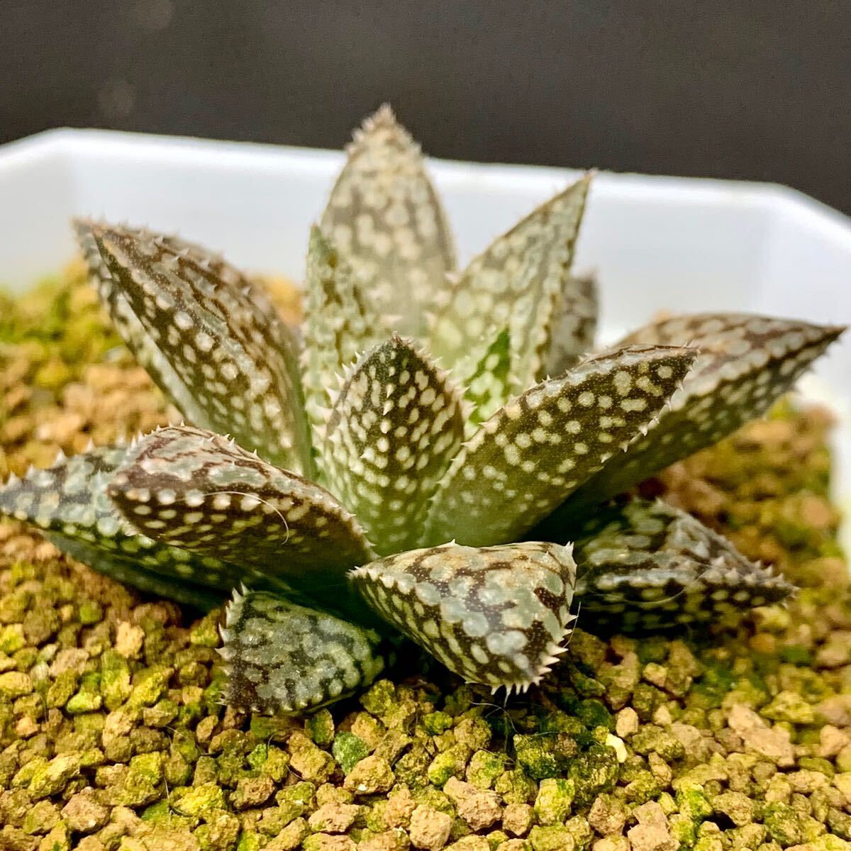 Yahoo!オークション - Fareal P19 ハオルチア Superb