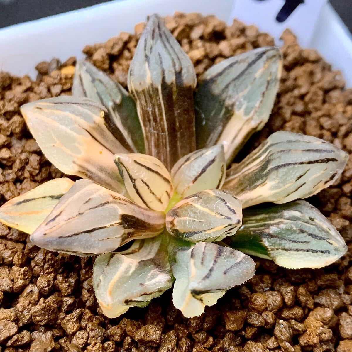 Yahoo!オークション - Fareal P04 ハオルチア アトロフスカミュータン...