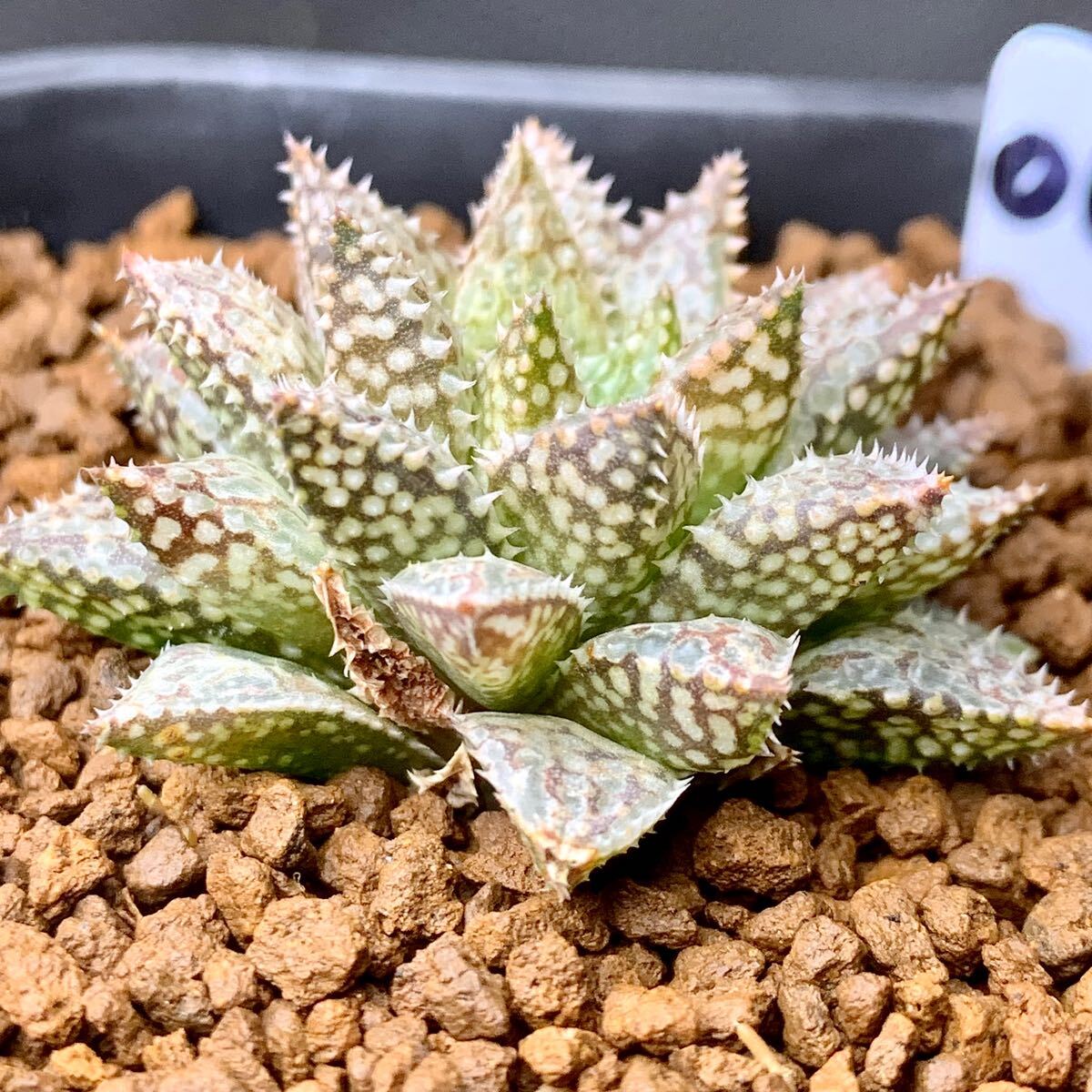 Yahoo!オークション - Fareal P06 ハオルチア Superb