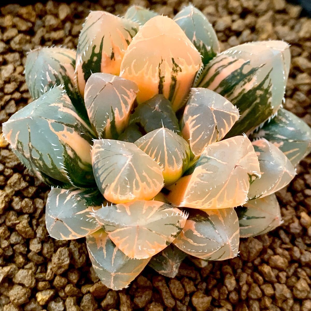 Yahoo!オークション - Fareal P62 ハオルチア 赤い鳥 オブツーサ錦