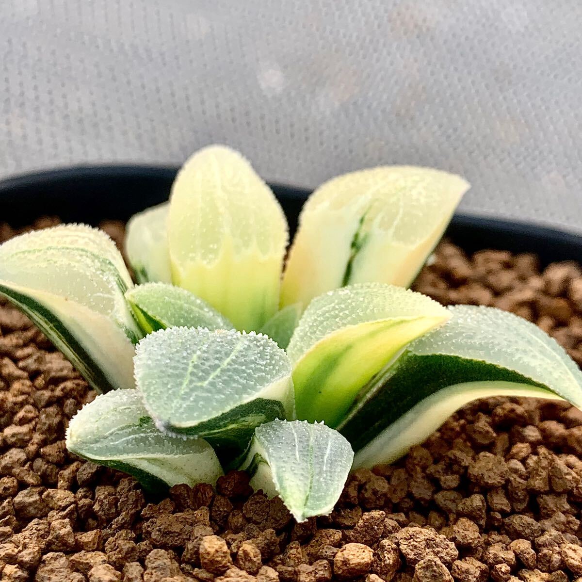 Yahoo!オークション - Fareal P116 ハオルチア ブルーピダマエア錦