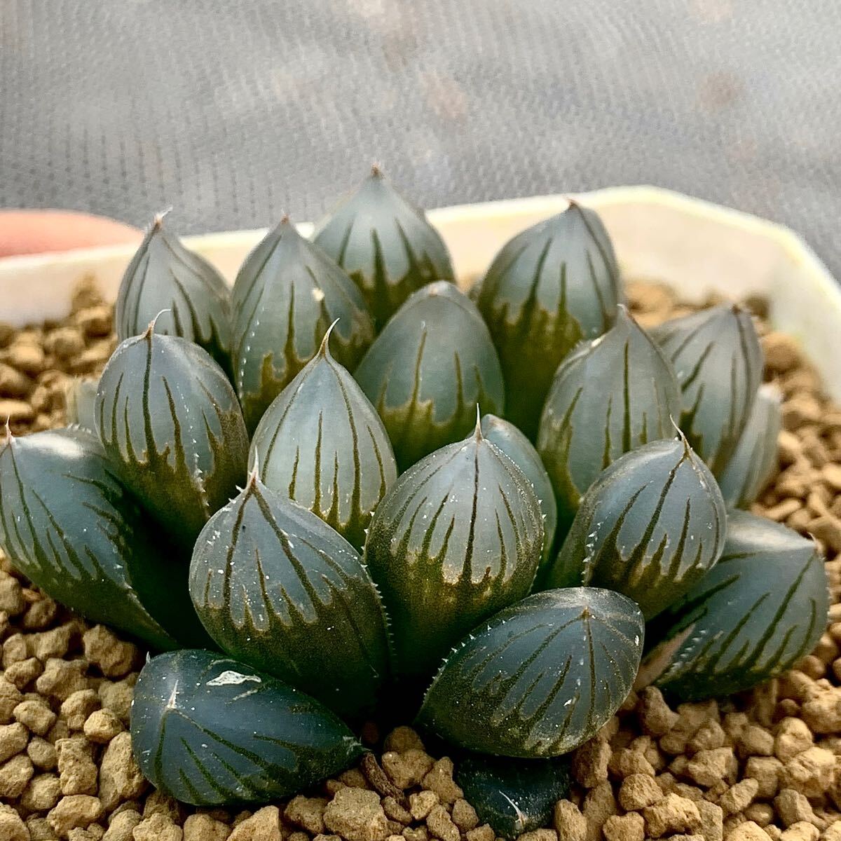 Yahoo!オークション - Fareal P96 ハオルチア ブラックオブツーサ