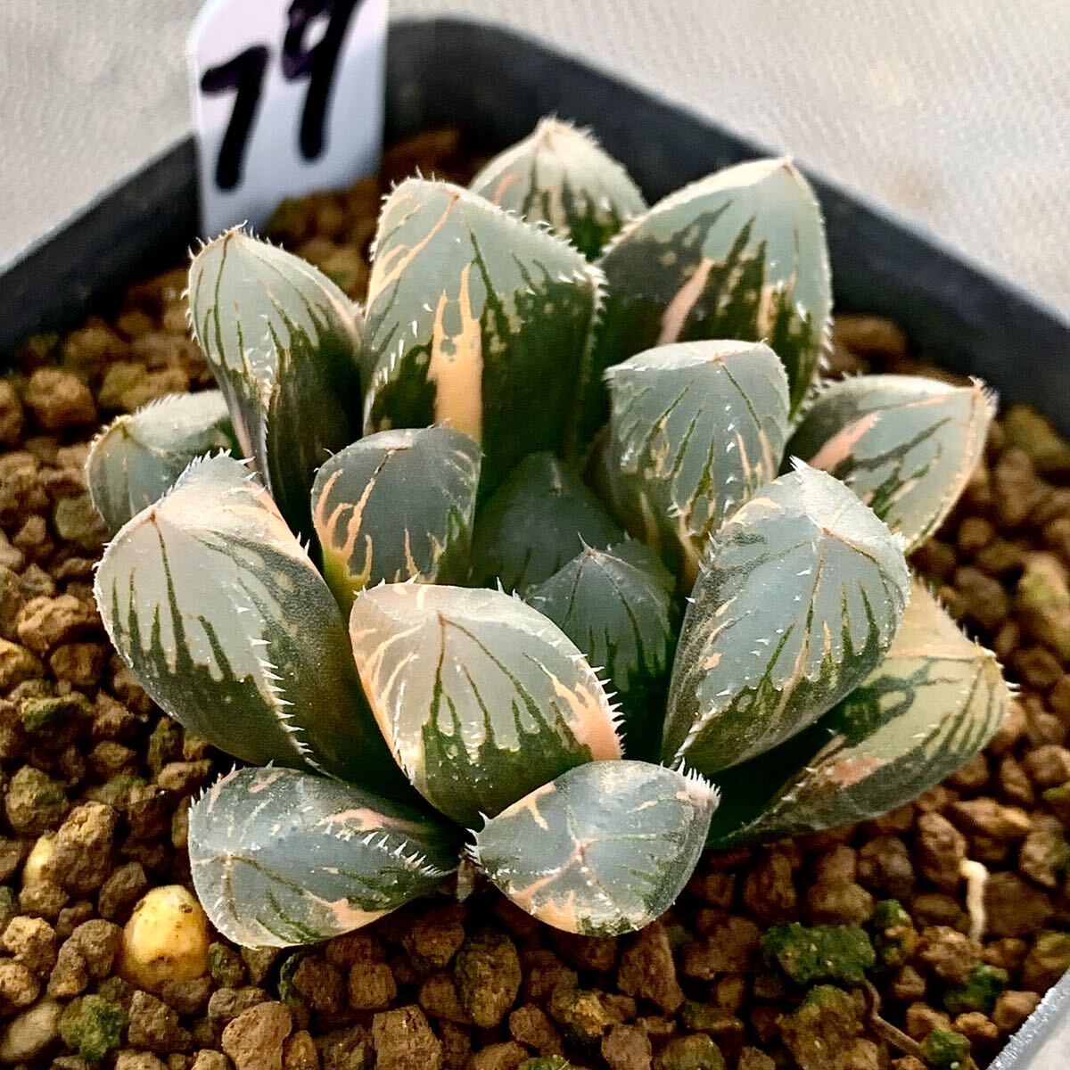 Yahoo!オークション - Fareal P79 ハオルチア 赤い鳥 オブツーサ錦