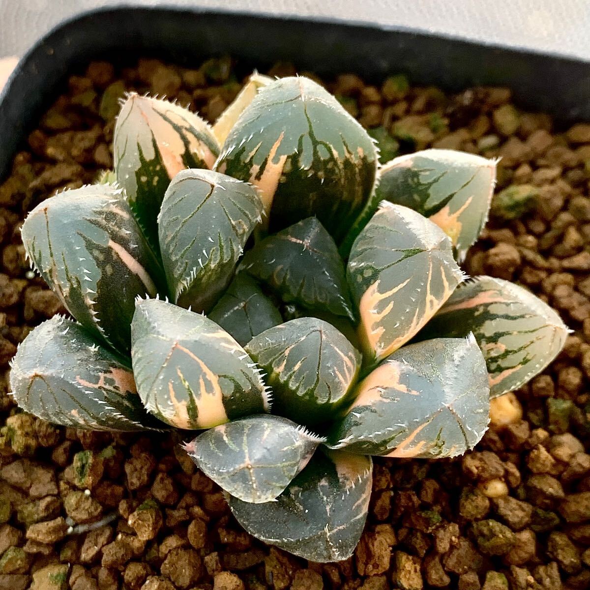 Yahoo!オークション - Fareal P79 ハオルチア 赤い鳥 オブツーサ錦