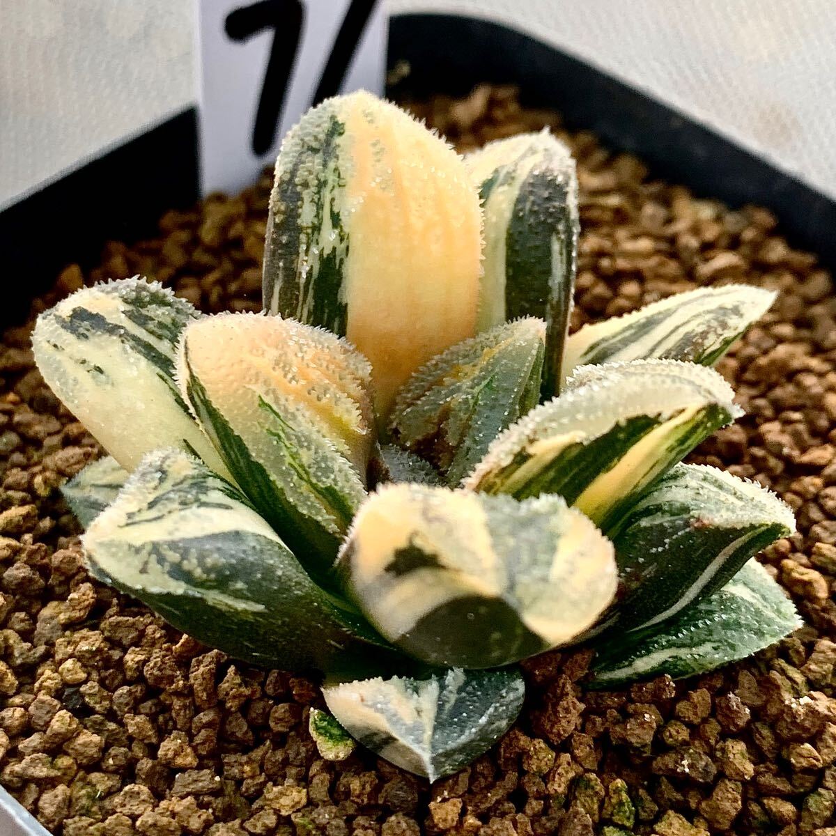 Yahoo!オークション - Fareal P77 ハオルチア ラビアンローズ錦