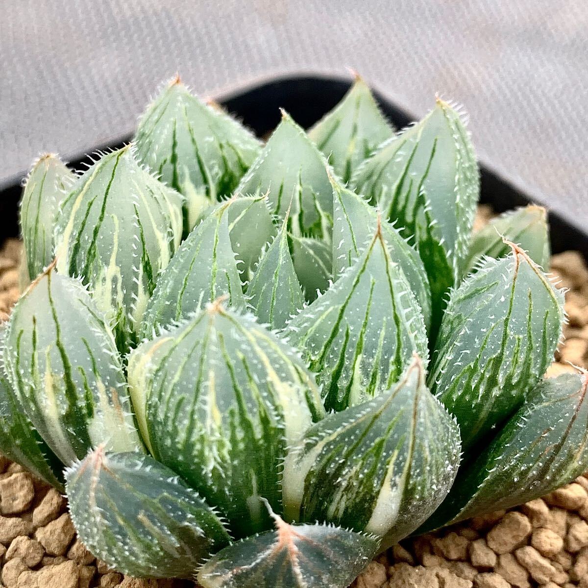 Yahoo!オークション - Fareal P57 ハオルチア ベヌスタ交配錦