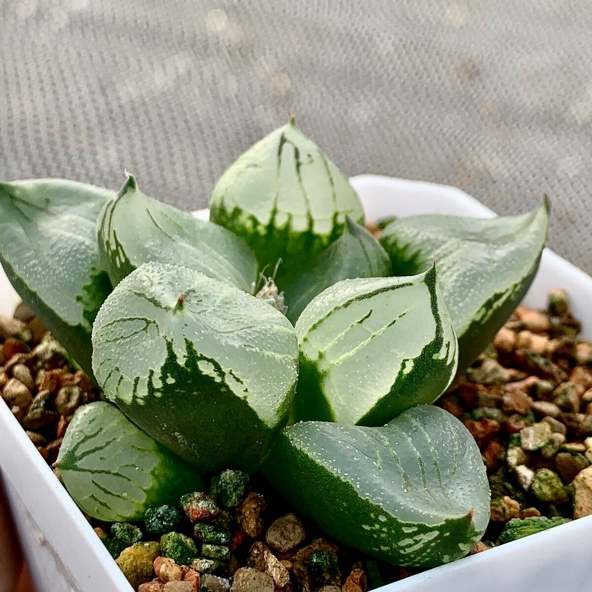 Yahoo!オークション - Fareal P81 ハオルチア 虞美人 ピダマエアミュ...