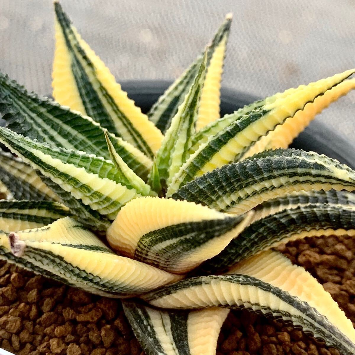 Yahoo!オークション - Fareal P63 ハオルチア ルリ殿錦