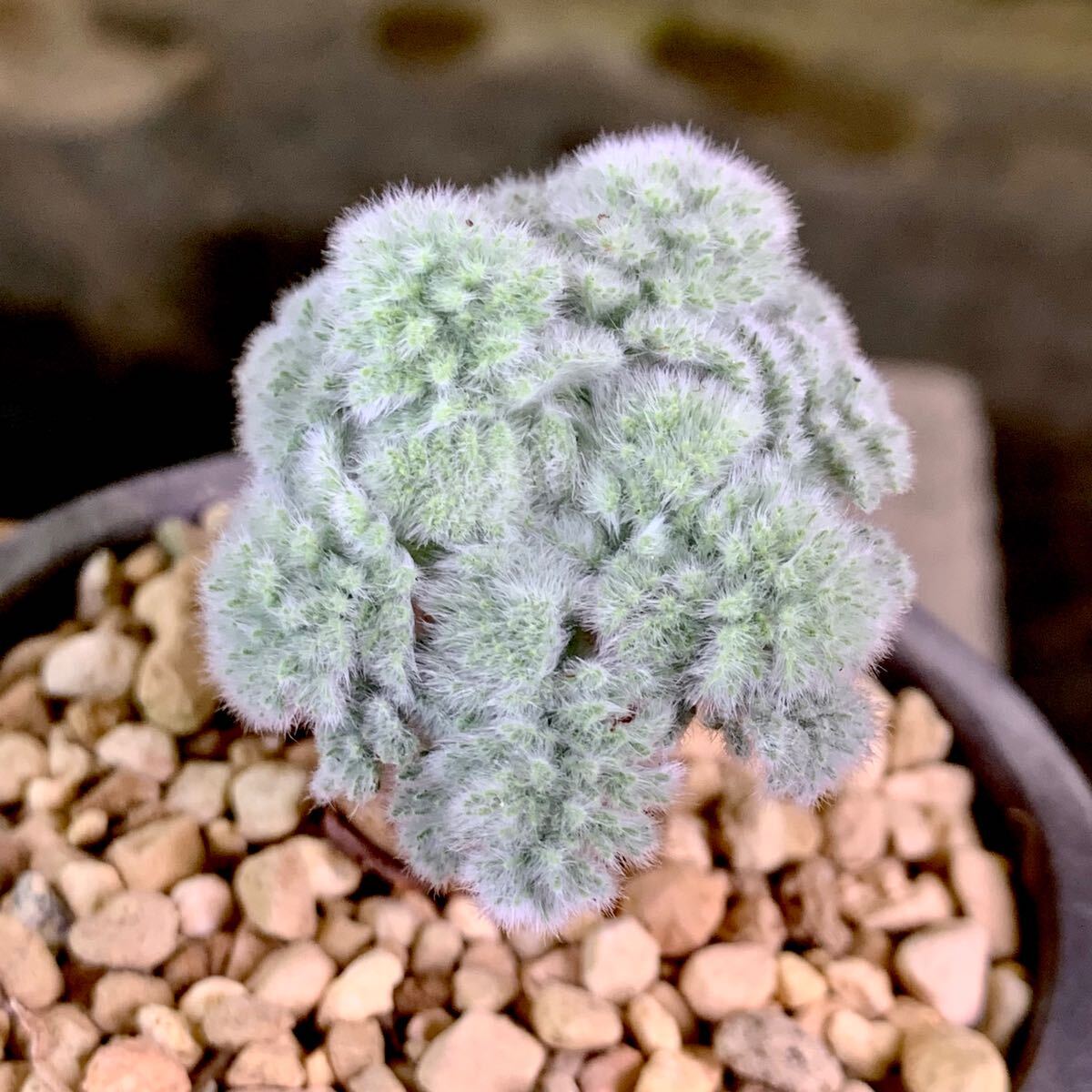 Yahoo!オークション - Fareal B92 塊根植物 ペラルゴニウム アッペン...