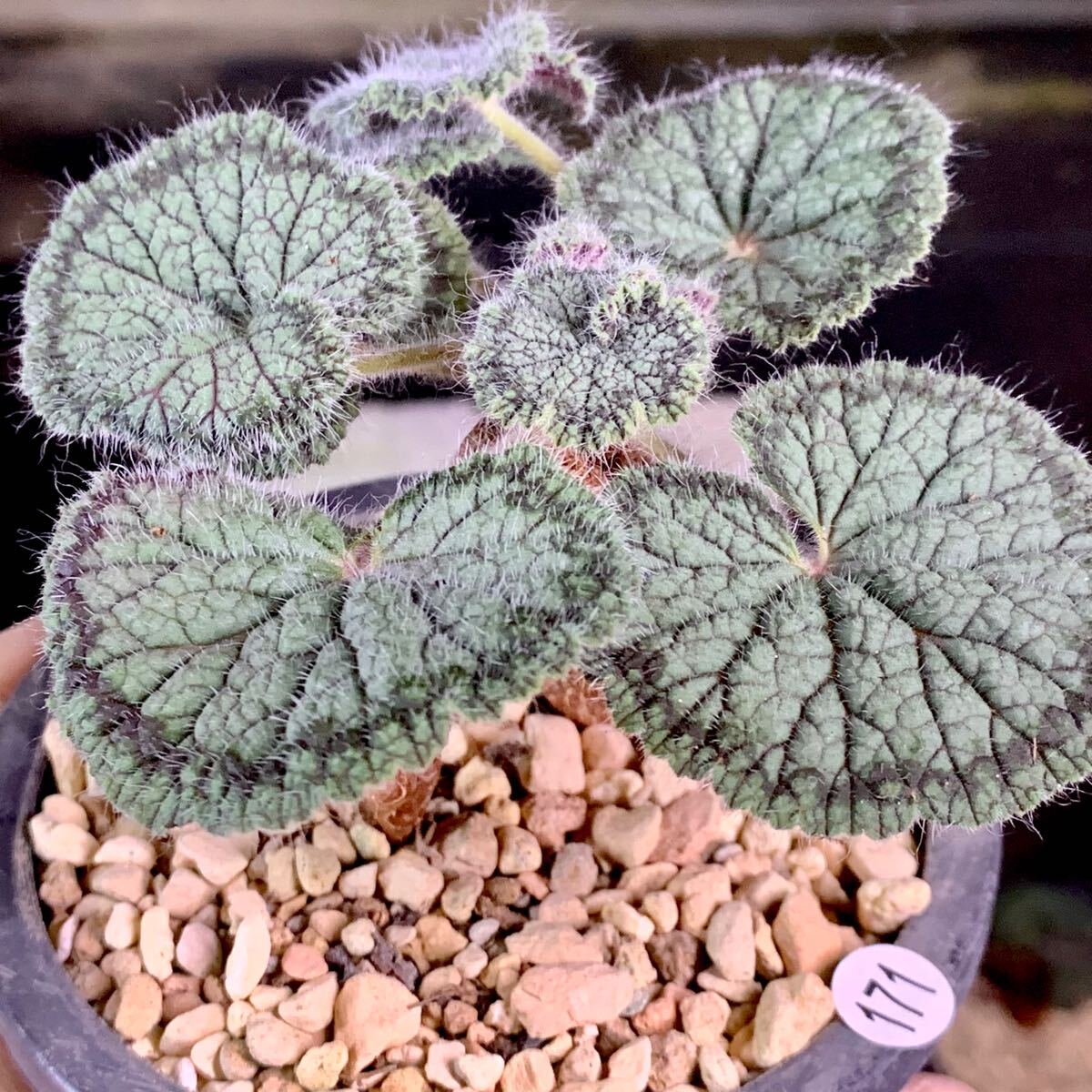 Yahoo!オークション - Fareal P171 ハオルチア ペラルゴニウム バーク...