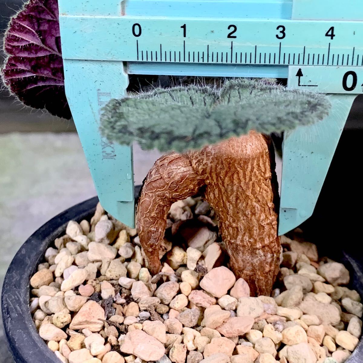 Yahoo!オークション - Fareal P171 ハオルチア ペラルゴニウム バーク...