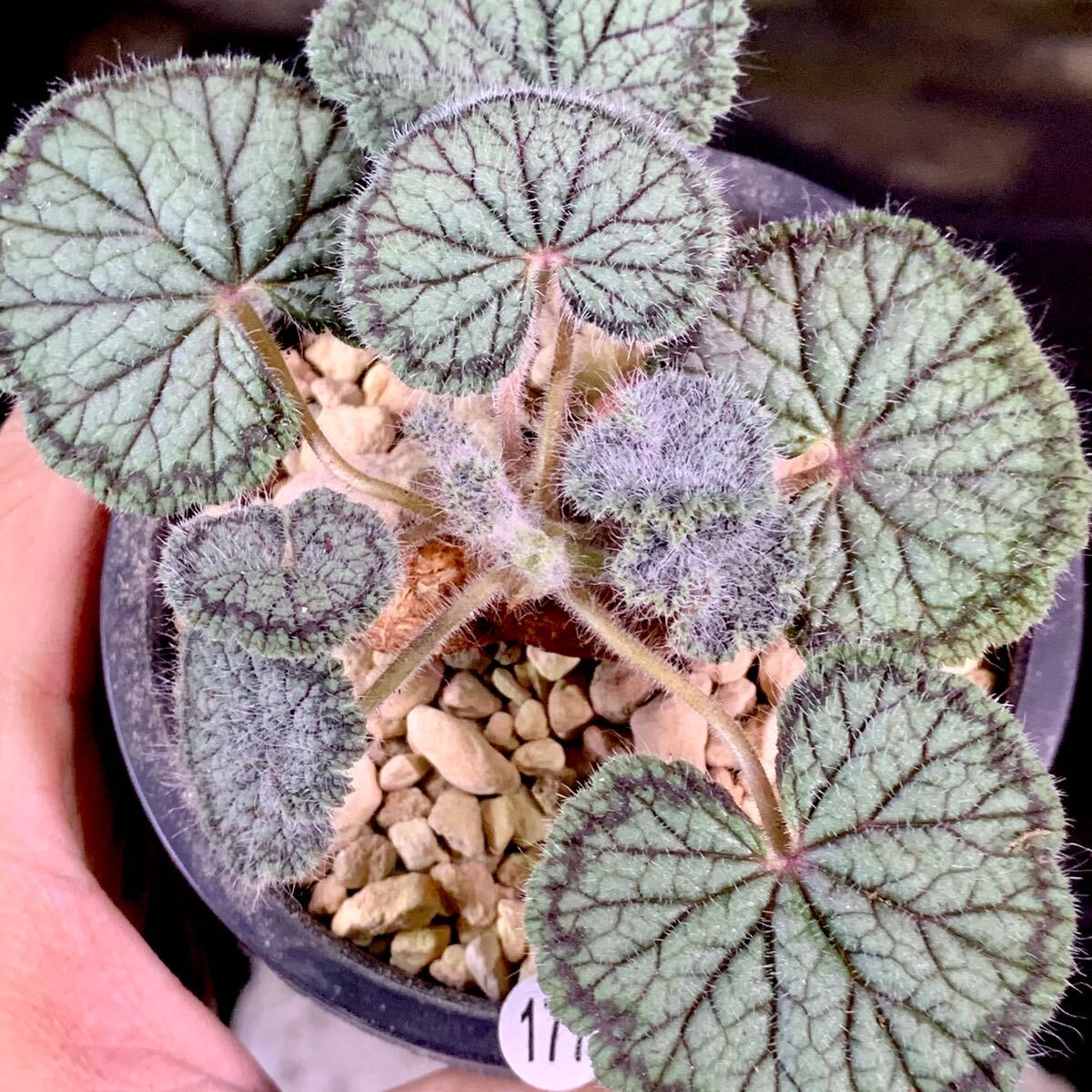 Yahoo!オークション - Fareal P177 ハオルチア ペラルゴニウム バーク...