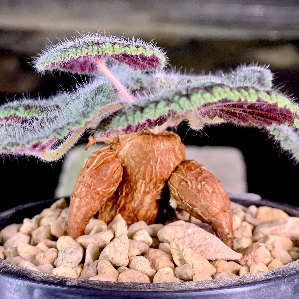 Yahoo!オークション - Fareal P177 ハオルチア ペラルゴニウム バーク...