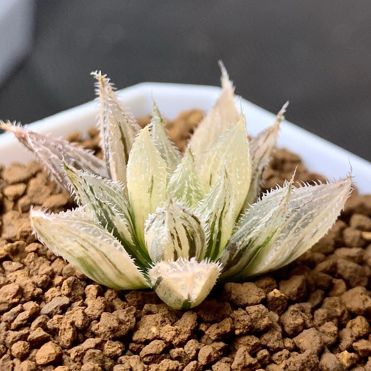 Yahoo!オークション - Fareal P16 ハオルチア 黒肌ベヌスタ交配錦 ノ...