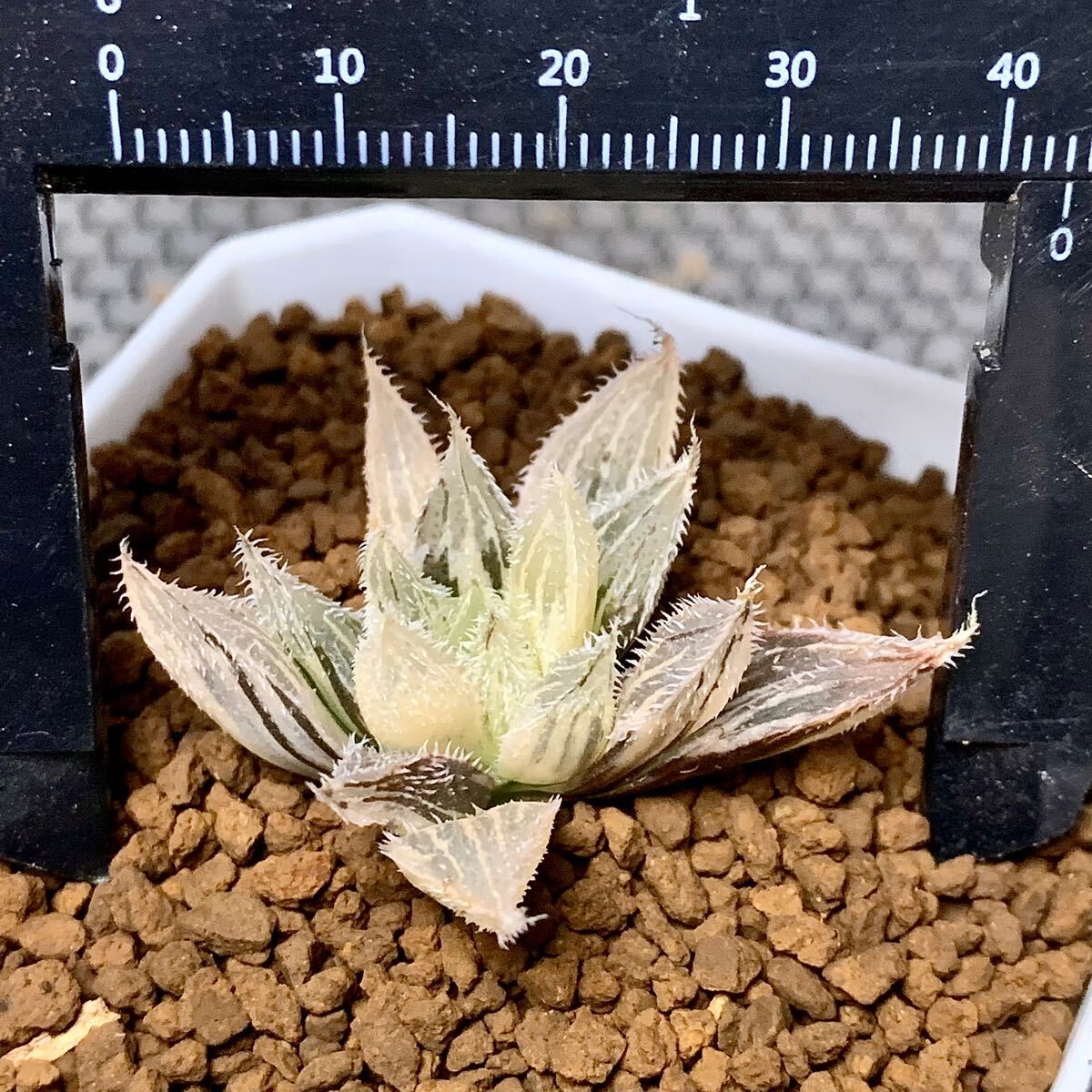 Yahoo!オークション - Fareal P16 ハオルチア 黒肌ベヌスタ交配錦 ノ...