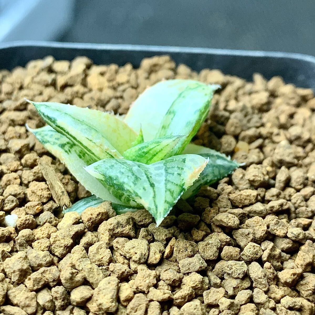 Yahoo!オークション - Fareal P38 ハオルチア ダルマ竜鱗錦