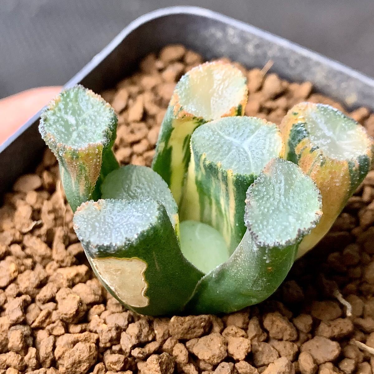 Yahoo!オークション - Fareal P07 ハオルチア 万象錦