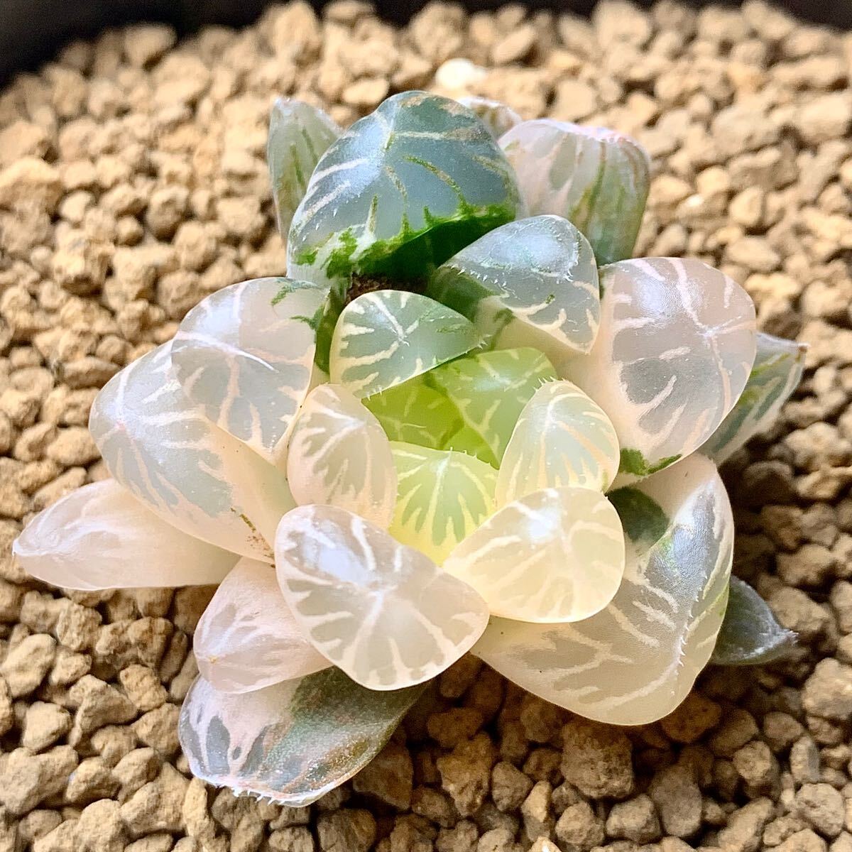 Yahoo!オークション - Fareal P15 ハオルチア ミナ オブツーサ錦