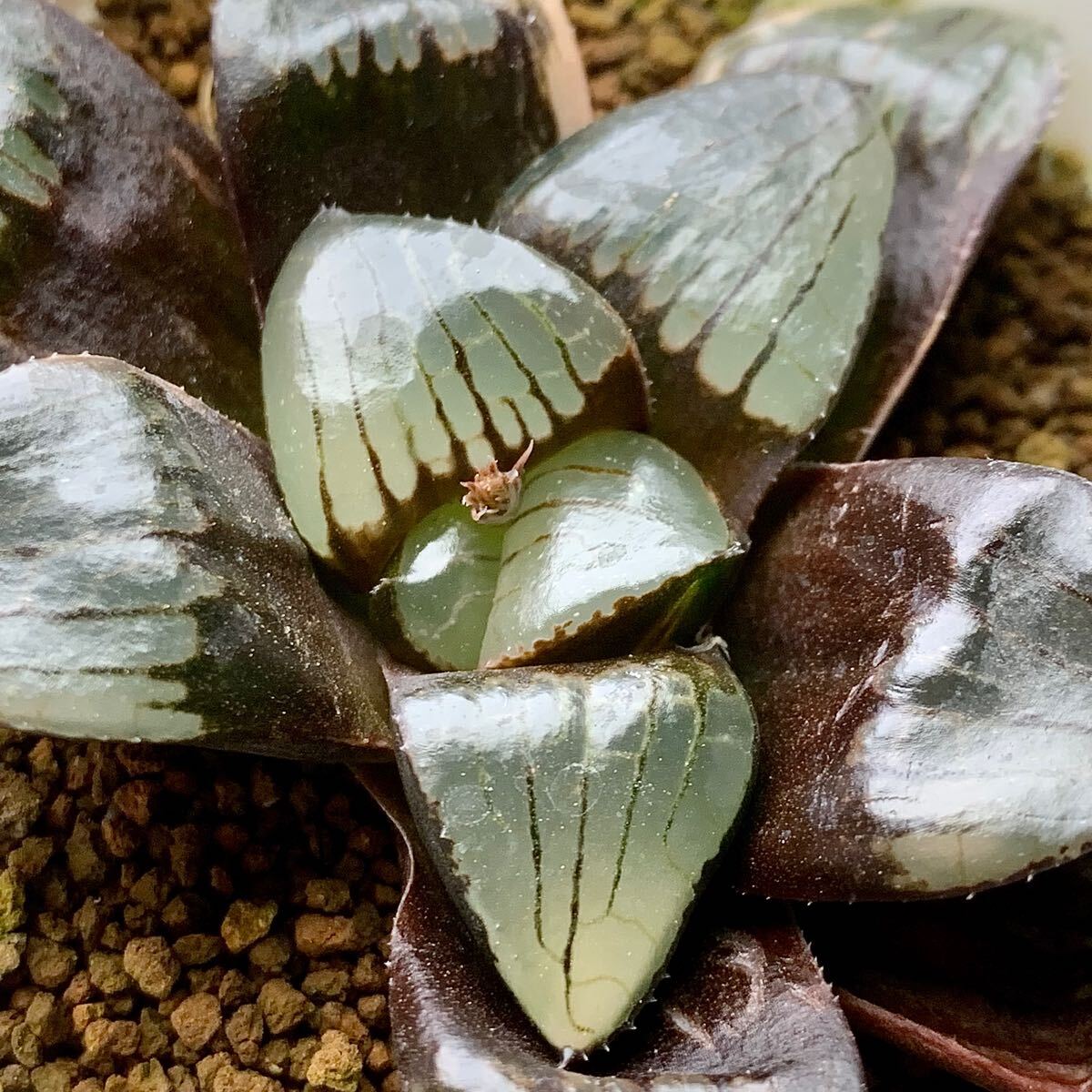 Yahoo!オークション - Fareal P72 ハオルチア トロピカルナイト錦